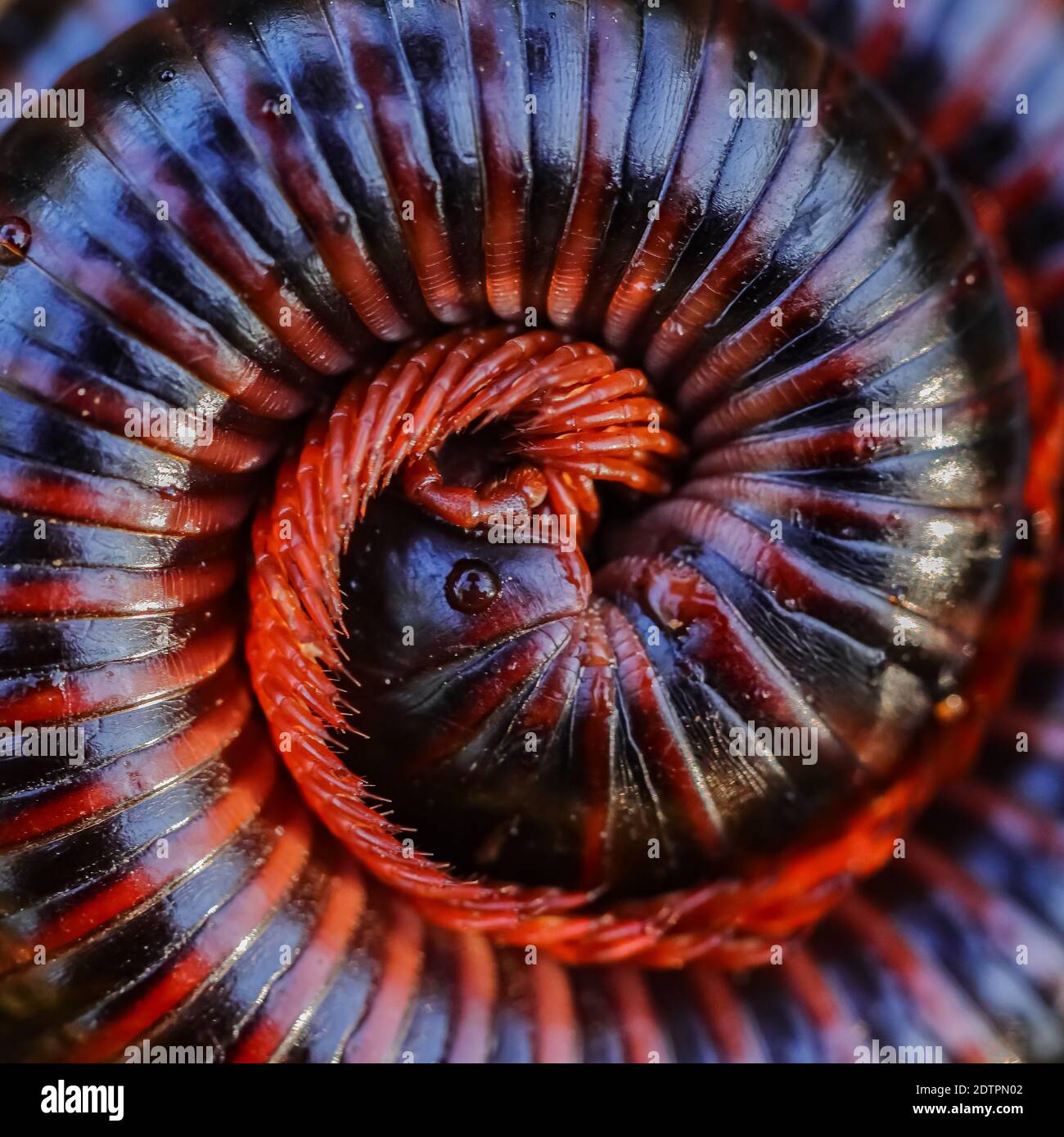 Centipede legs body coiled hi-res stock photography and images - Alamy