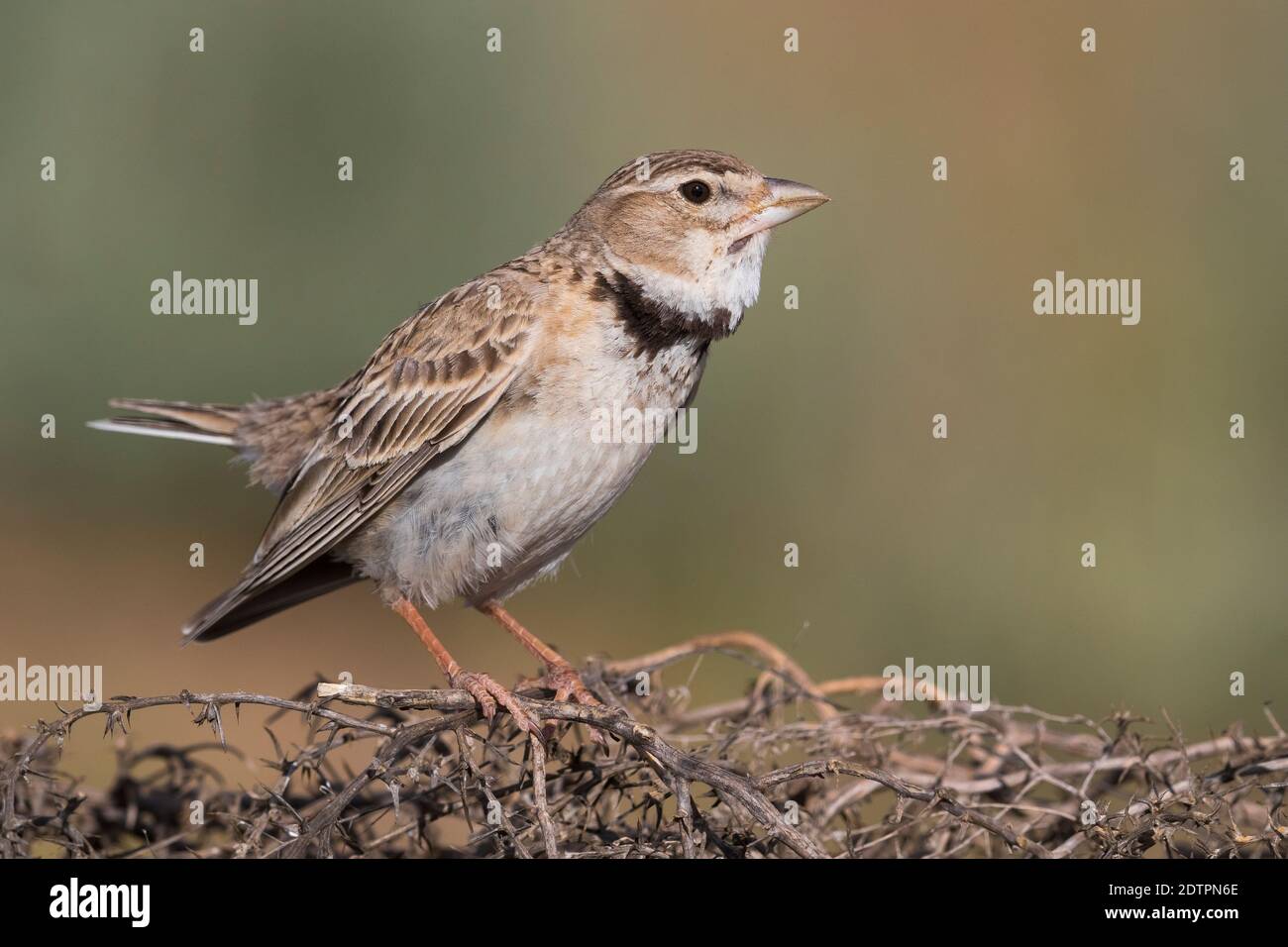 Calandra Lark; Melanocorypha calandra psammochroa Stock Photo - Alamy