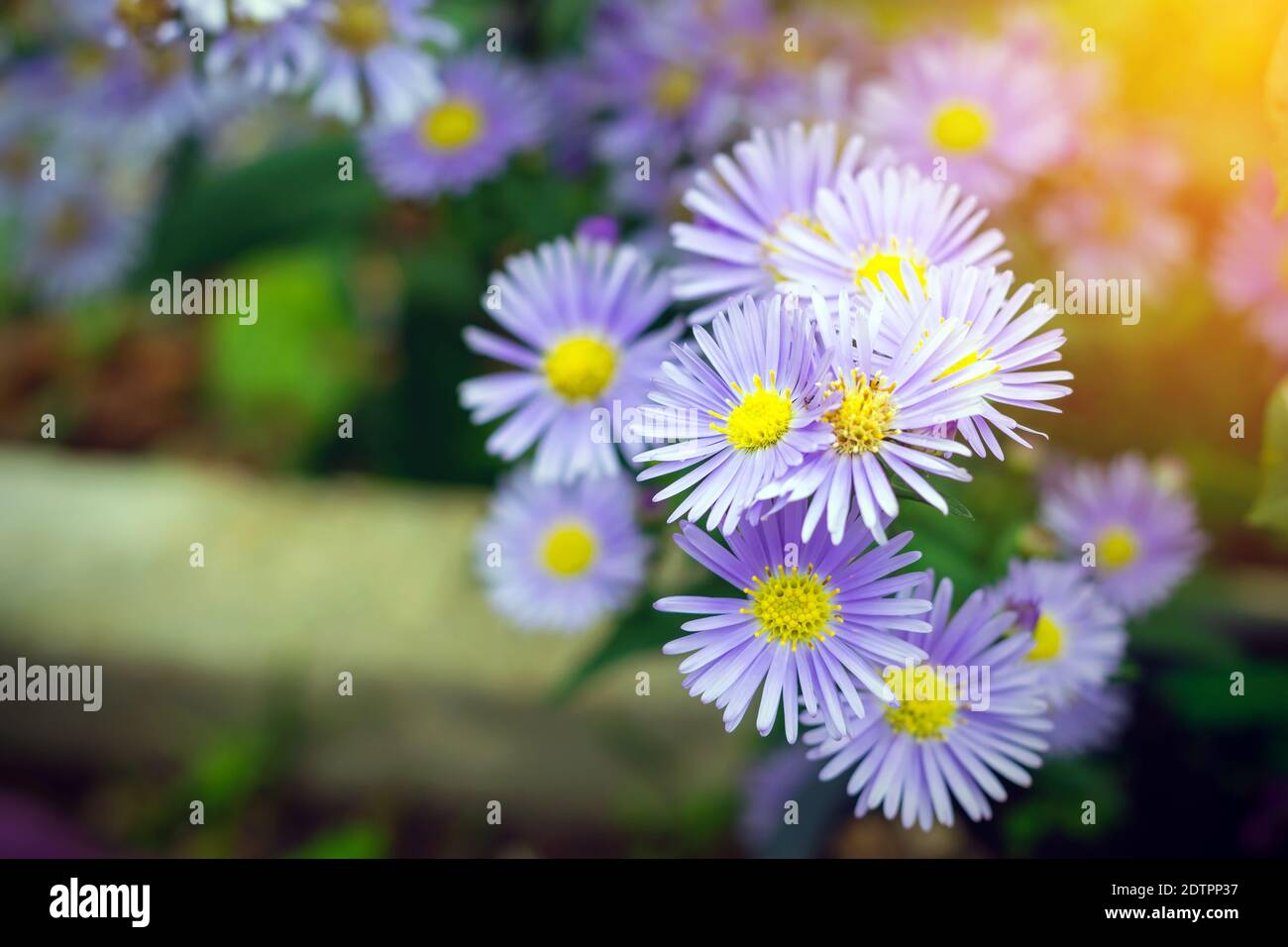 Beautiful purple color of margaret flowers in the garden Stock Photo ...
