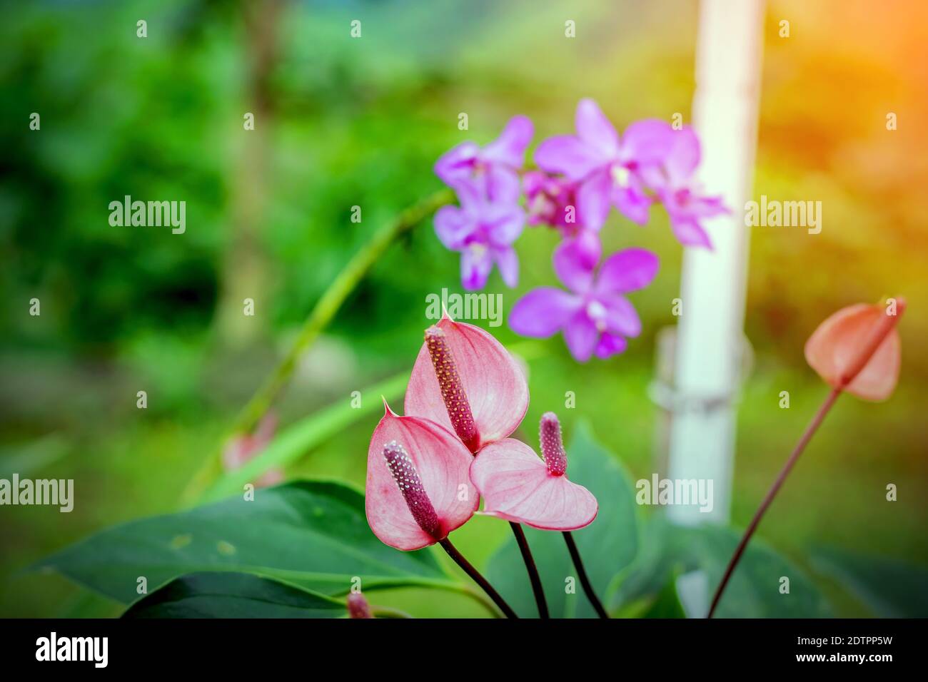 Beautiful spadix flowers in the garden Stock Photo - Alamy