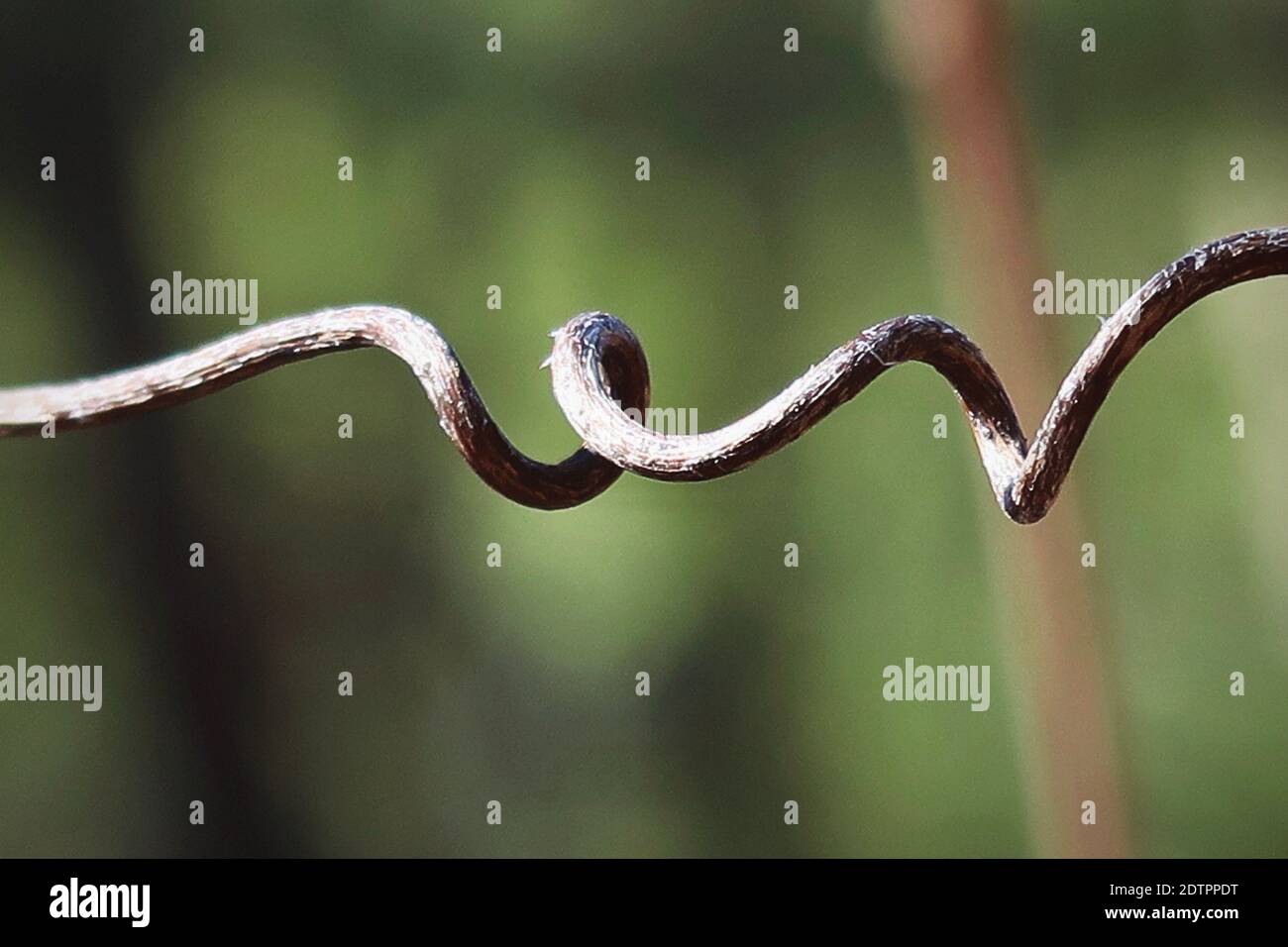 Beauty of spiral wire hi-res stock photography and images - Alamy