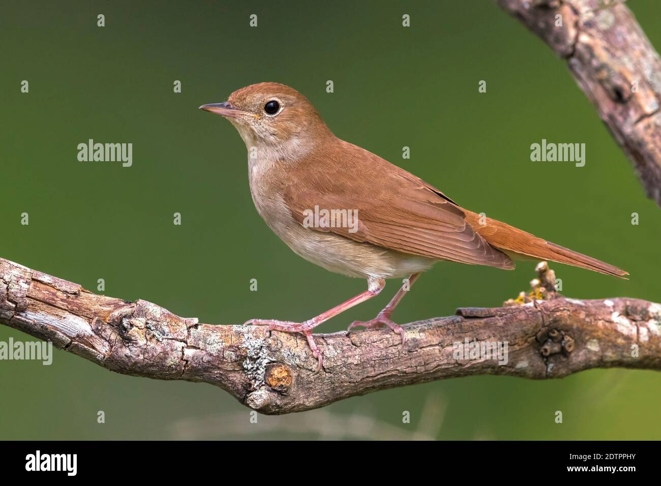Nachtegaal; Common Nightingale; Luscinia megarhynchos Stock Photo - Alamy