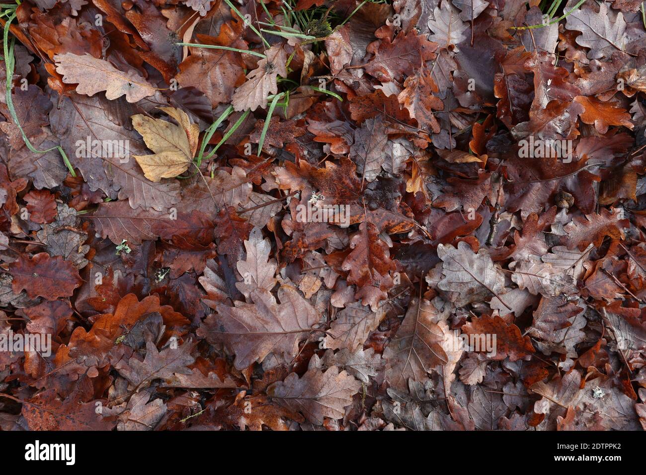A top view of autumn fallen trees on the ground Stock Photo - Alamy