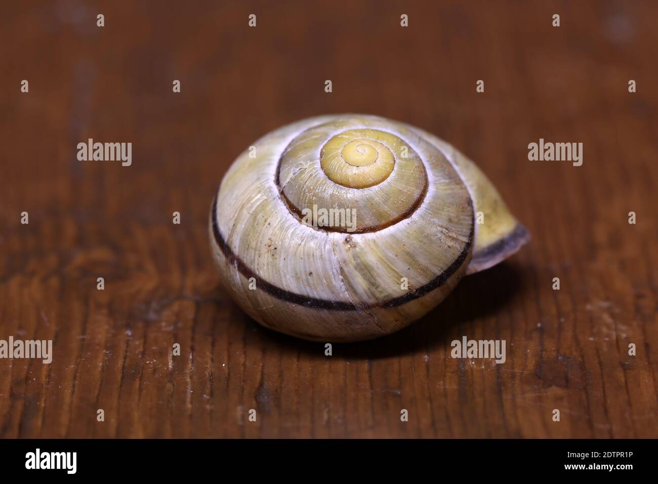 Movement on seashell beach close hi-res stock photography and images ...