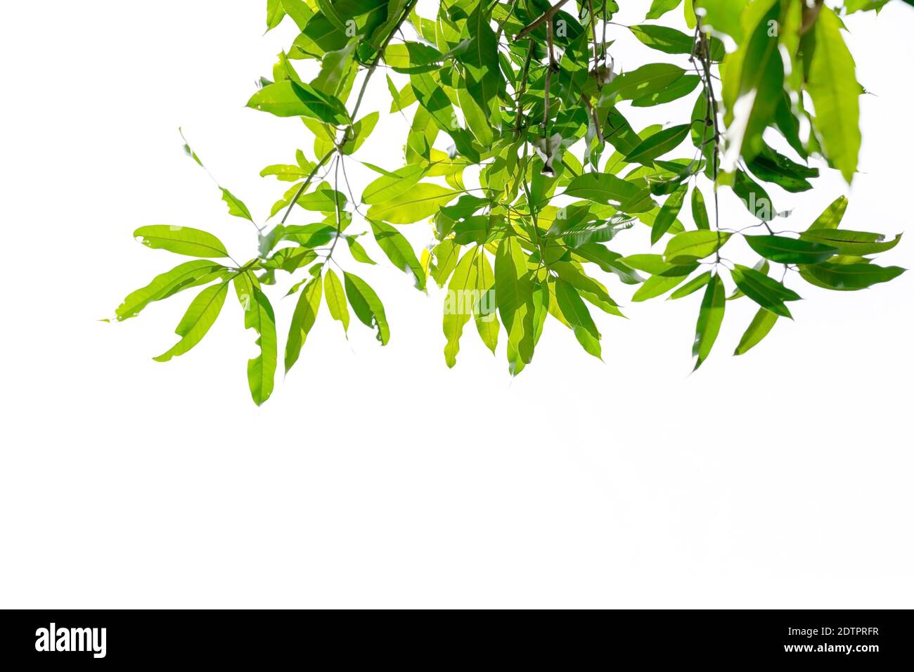 Closeup leaves of mango tree on white background Stock Photo - Alamy