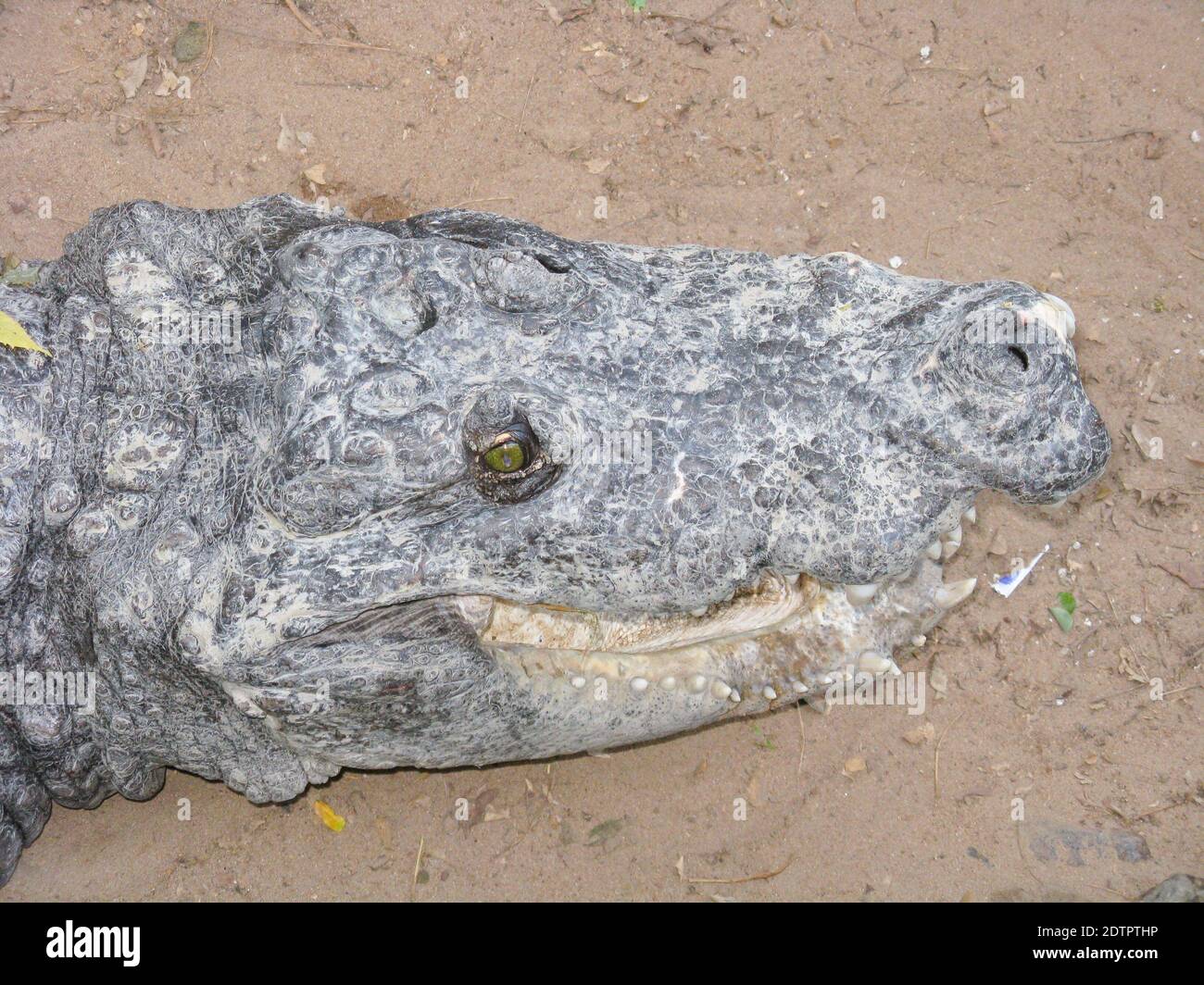 Old crocodile hi-res stock photography and images - Alamy