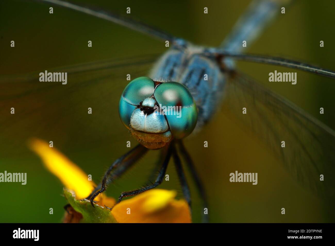 Dragonfly eyes close up isolated hi-res stock photography and images - Alamy