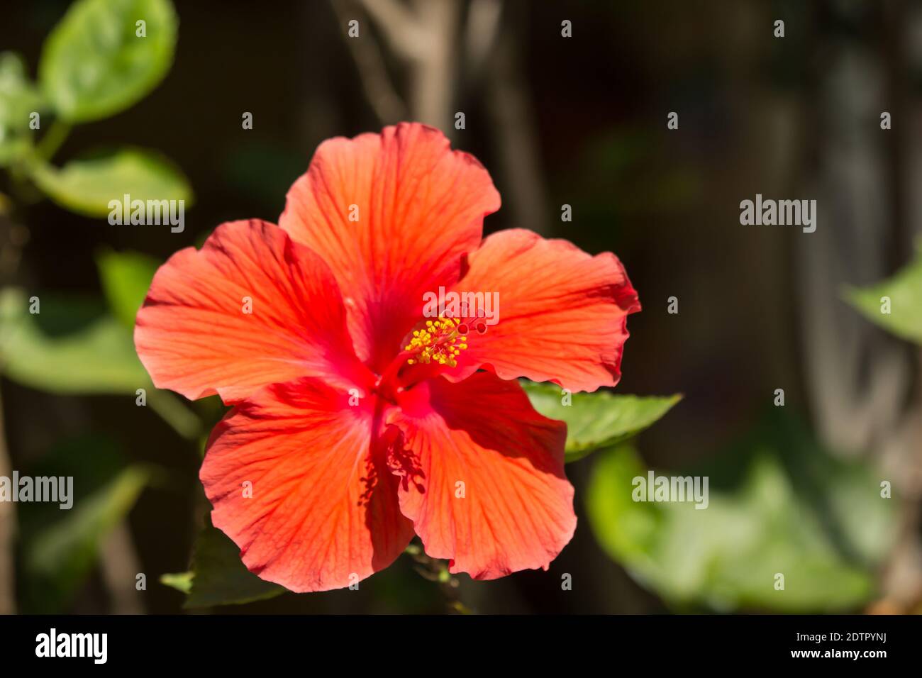 Close up Pollen of red Hibiscus rosa-sinensis or Cooperi with green ...