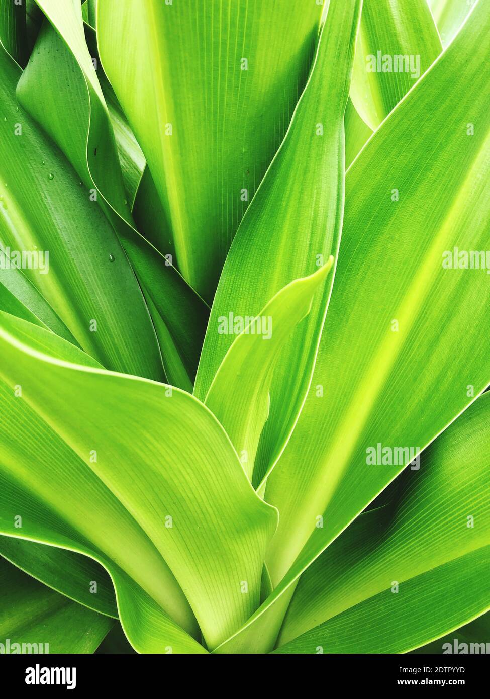 Buri Leaves High Resolution Stock Photography and Images - Alamy
