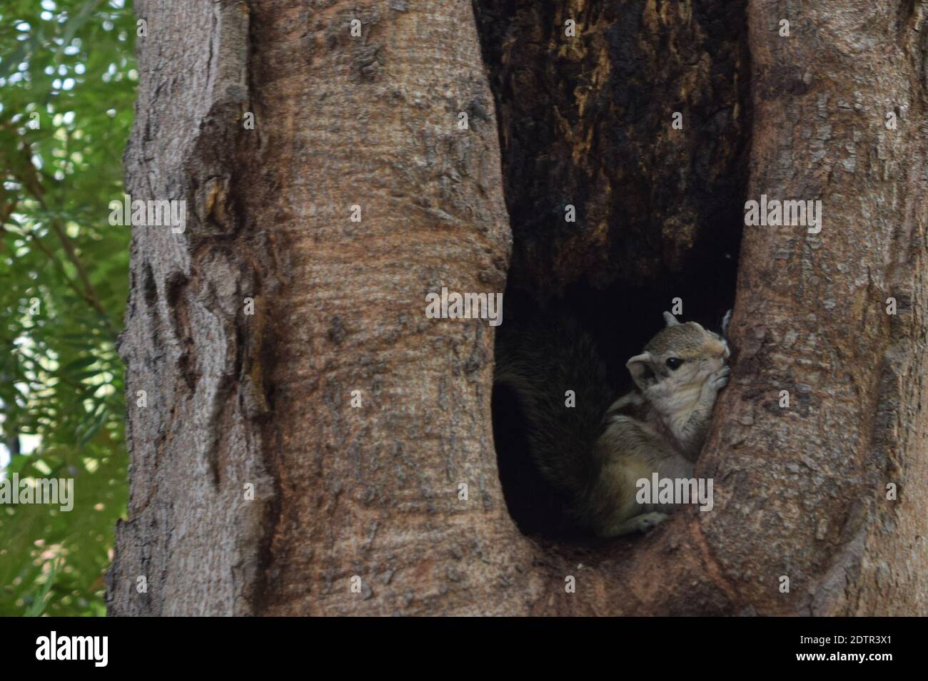Squirrel In Tree Hollow Stock Photo - Alamy
