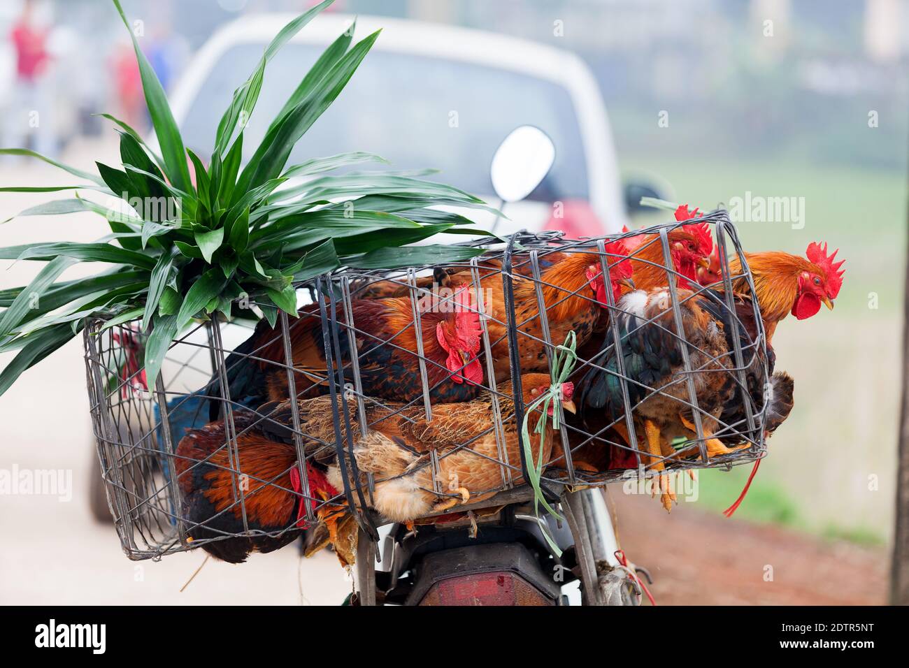 Motorcycle chicken hi-res stock photography and images - Alamy