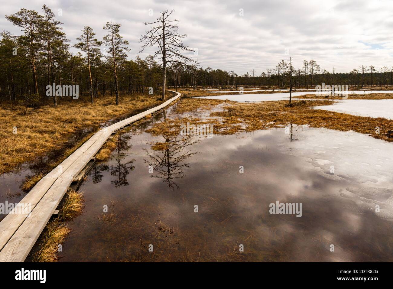 Viru bog trail hi-res stock photography and images - Alamy