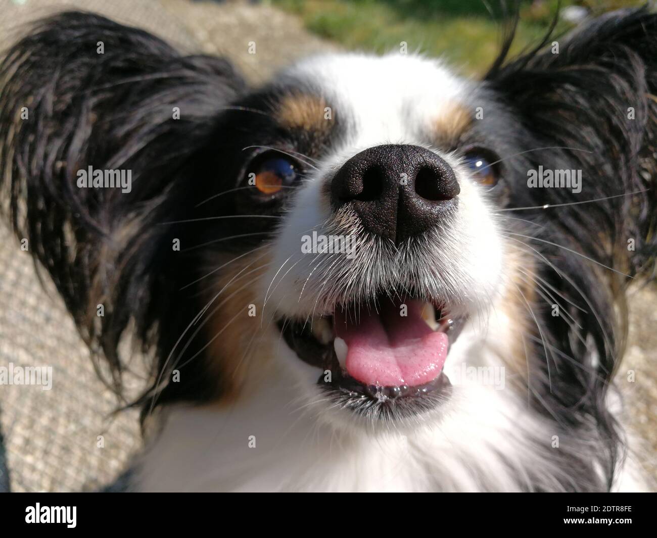 Kooper hi-res stock photography and images - Alamy