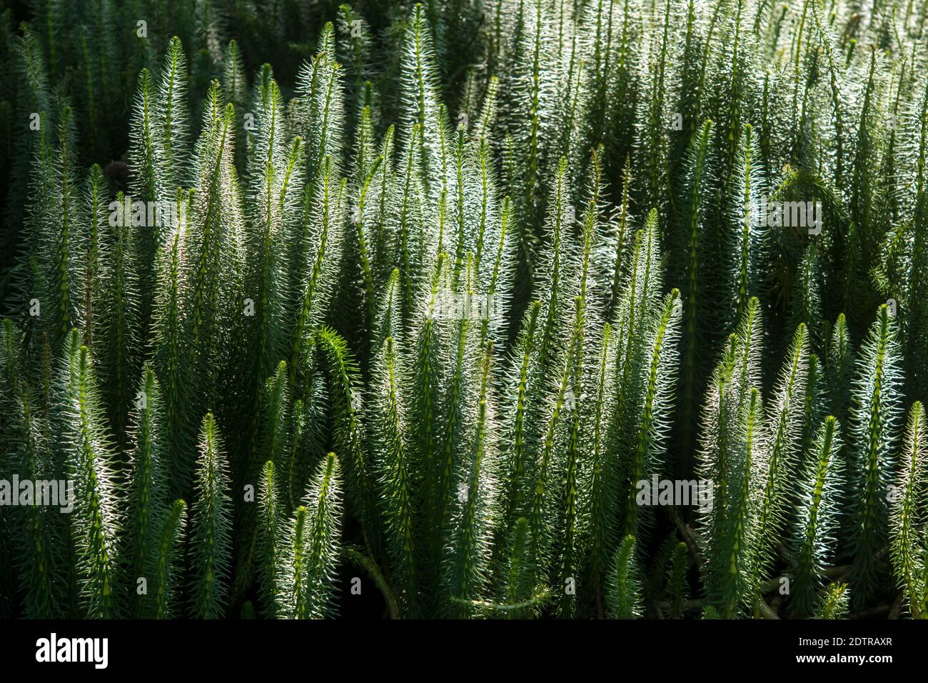 Hippurus hi-res stock photography and images - Alamy