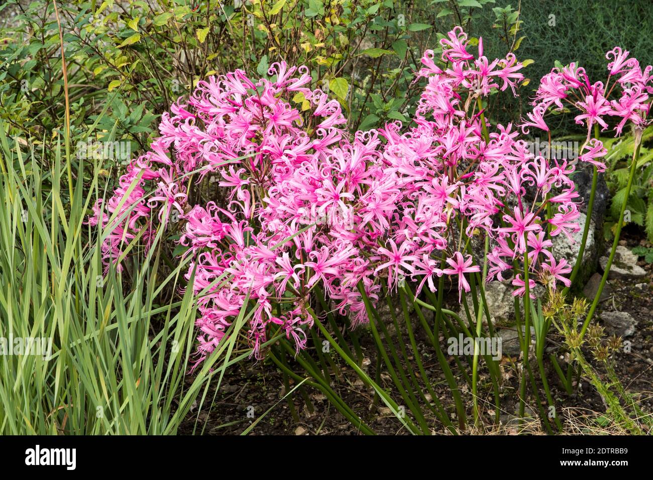Flowering nerine hi-res stock photography and images - Alamy