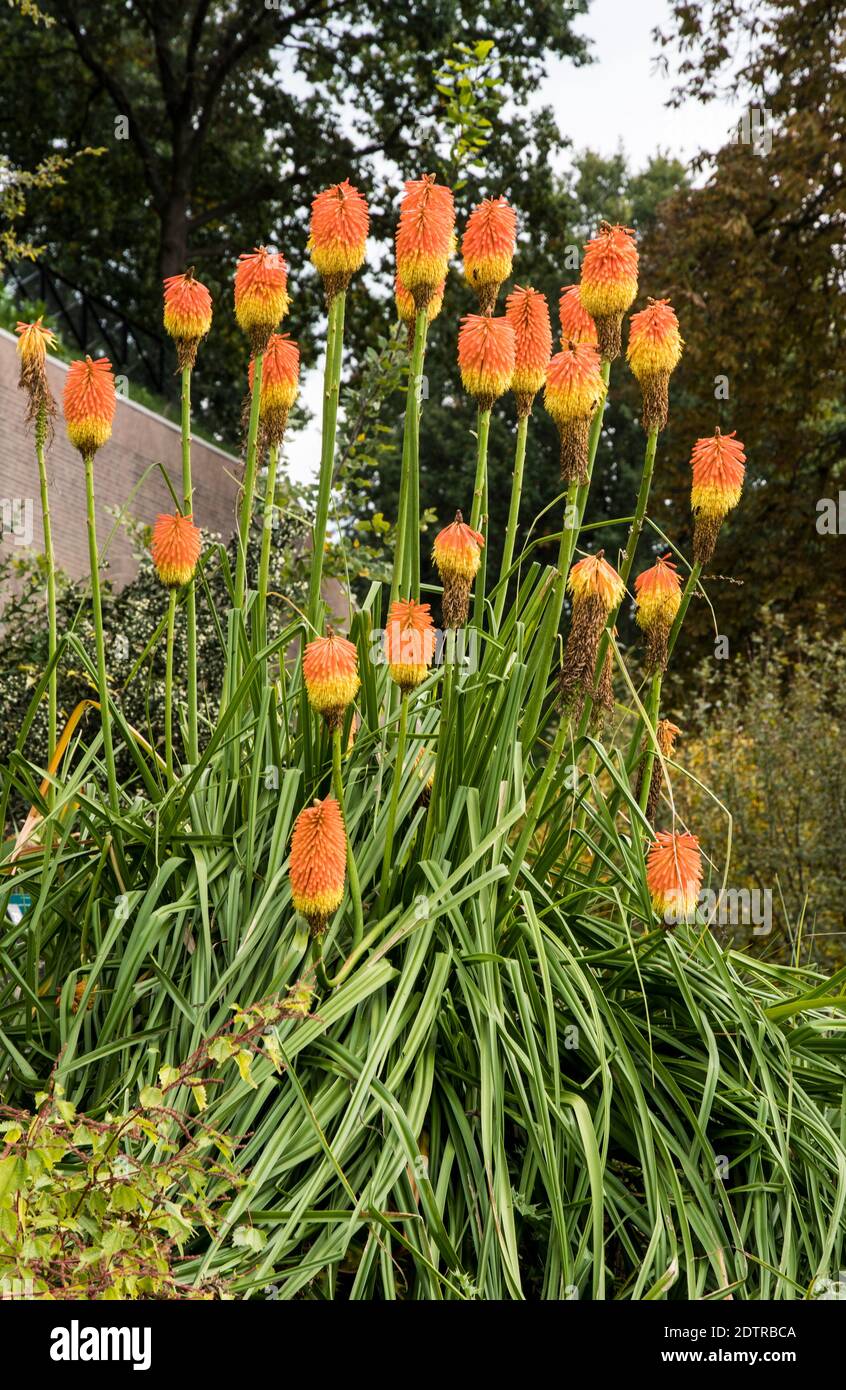 Linearifolia hi-res stock photography and images - Alamy