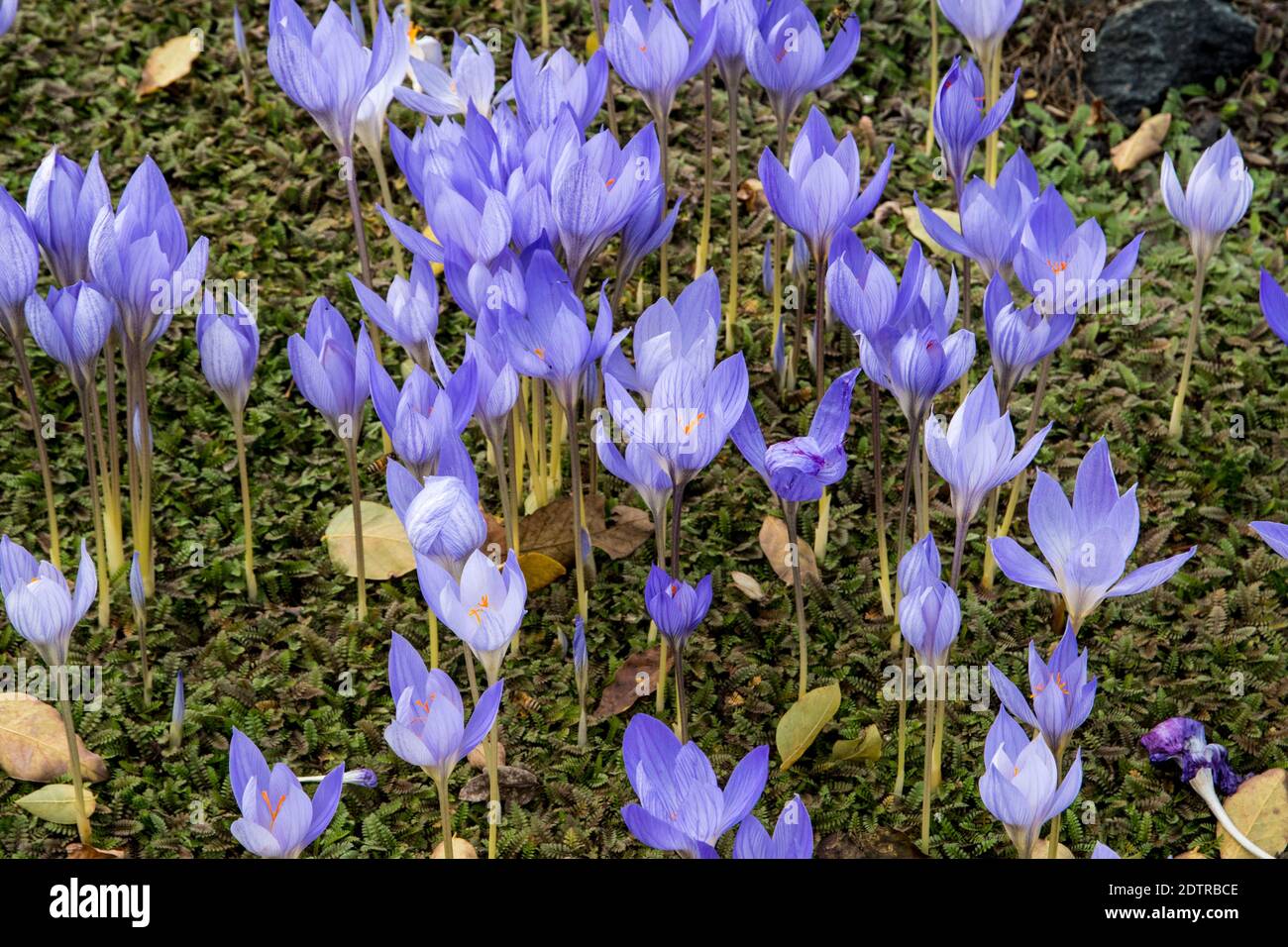 Nerine bowdenii bulb hi-res stock photography and images - Alamy