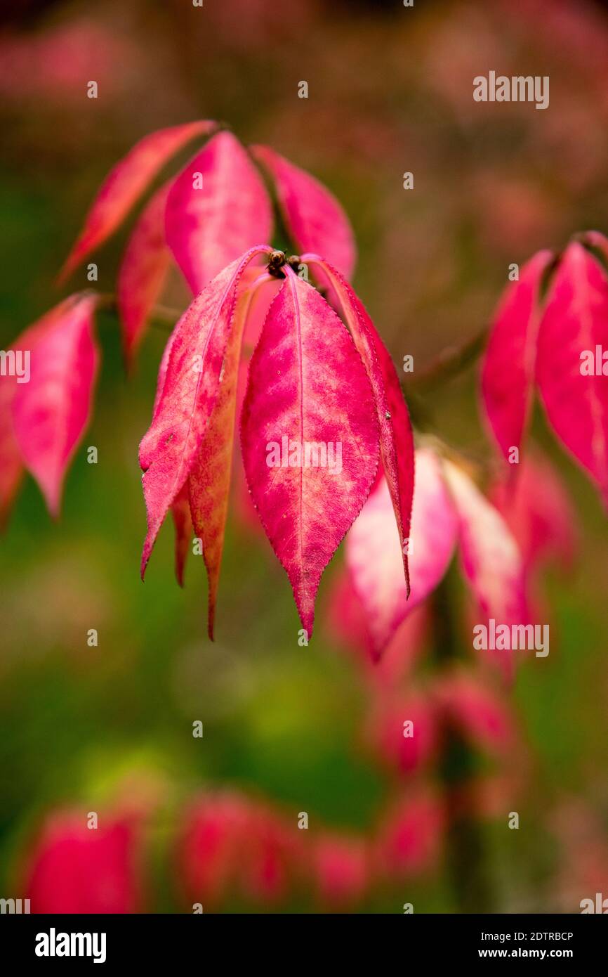 Euonymus alatus winged spindle tree hi-res stock photography and images ...
