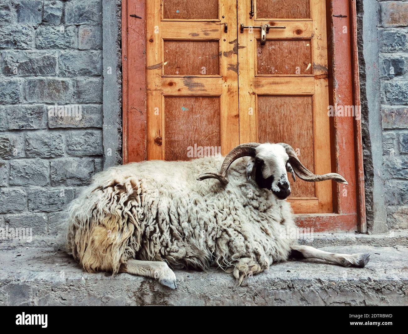 Sheep relaxing outside hi-res stock photography and images - Alamy