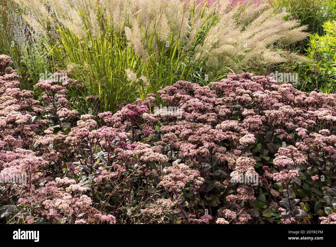 Sedum matrona hi-res stock photography and images - Alamy