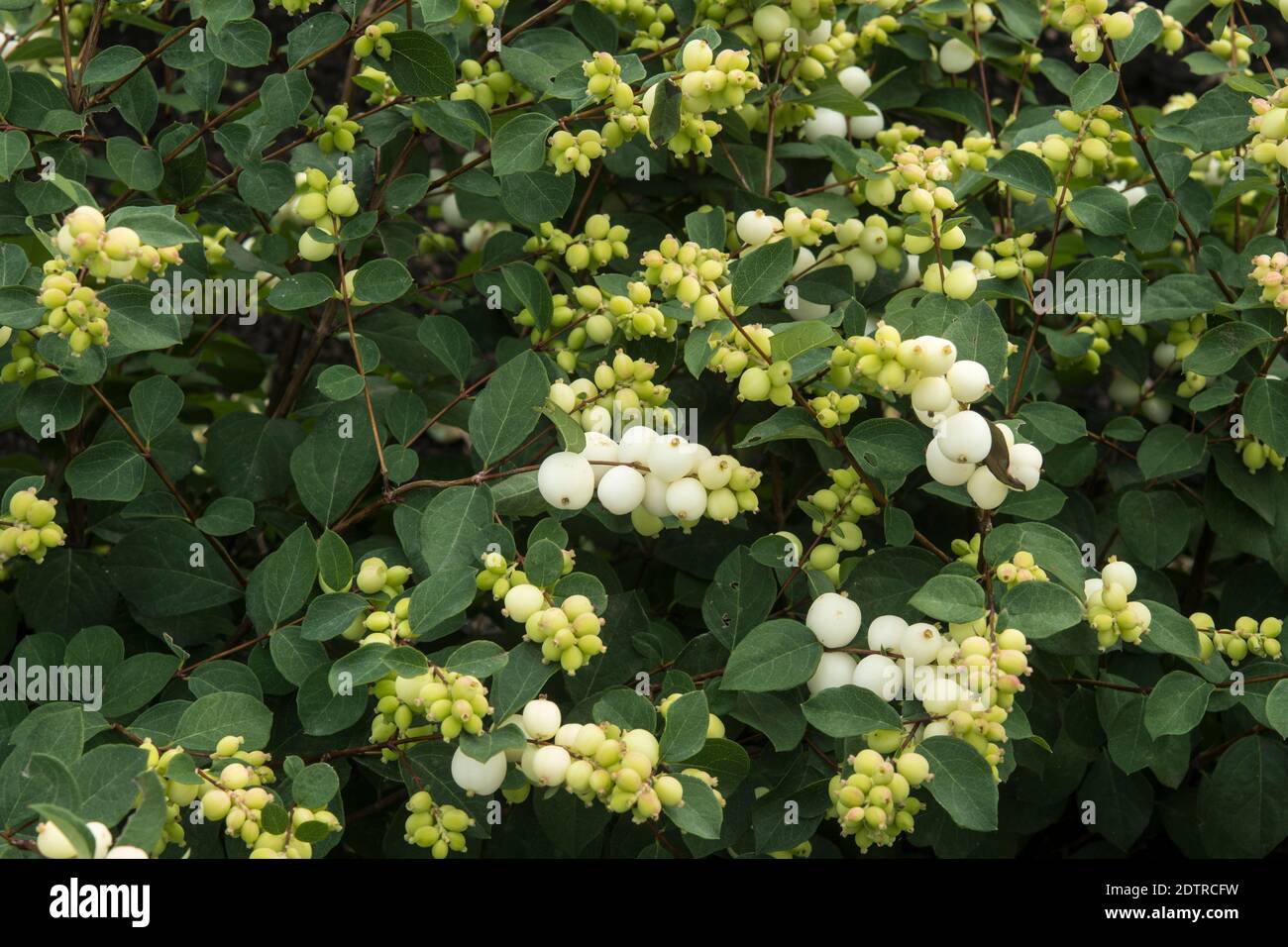 Symphoricarpos MAGICAL GALAXY ('Kolmgala' PBR Stock Photo - Alamy