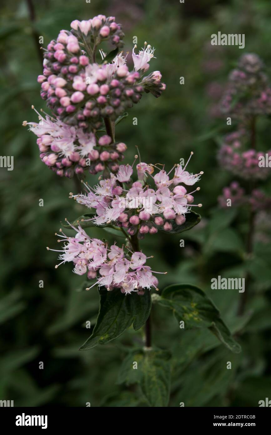 Caryopteris clandonensis STEPHI ('Lissteph') PBR Stock Photo - Alamy
