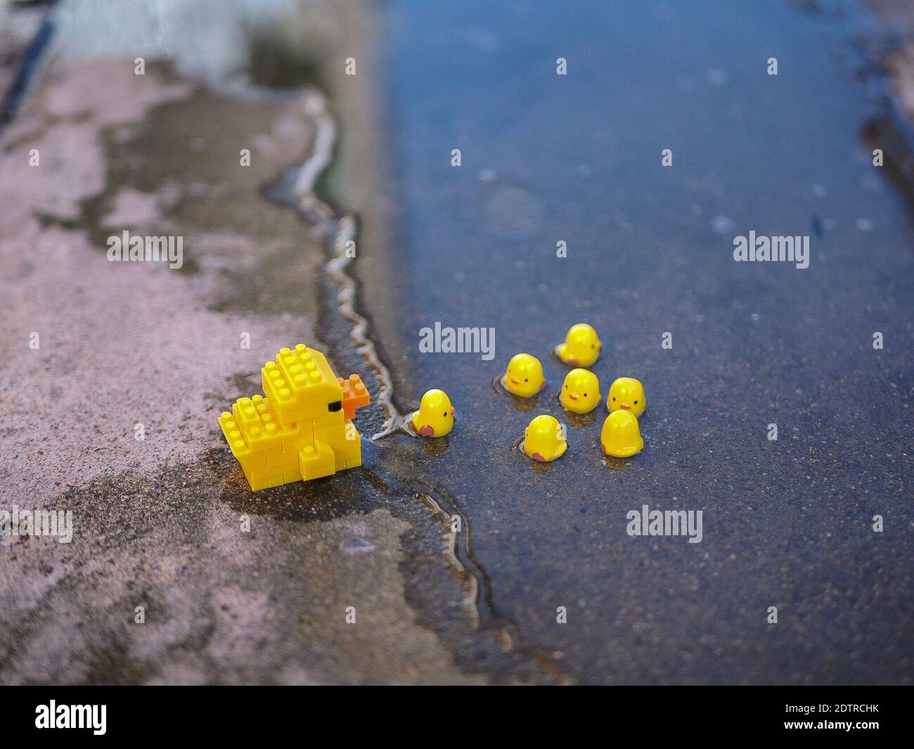 Rubber duck puddle hi-res stock photography and images - Alamy