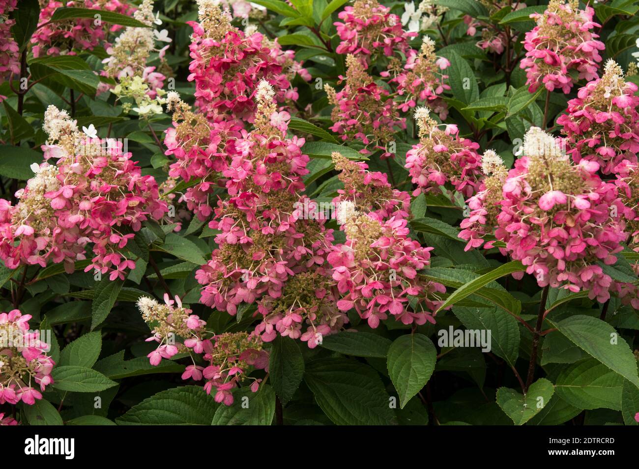 Hydrangea paniculata CANDLELIGHT Stock Photo - Alamy