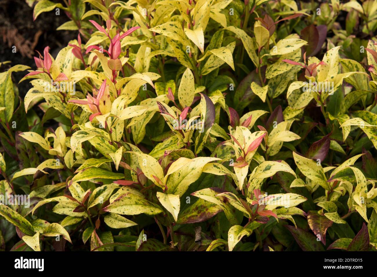 Leucothoe hi-res stock photography and images - Alamy