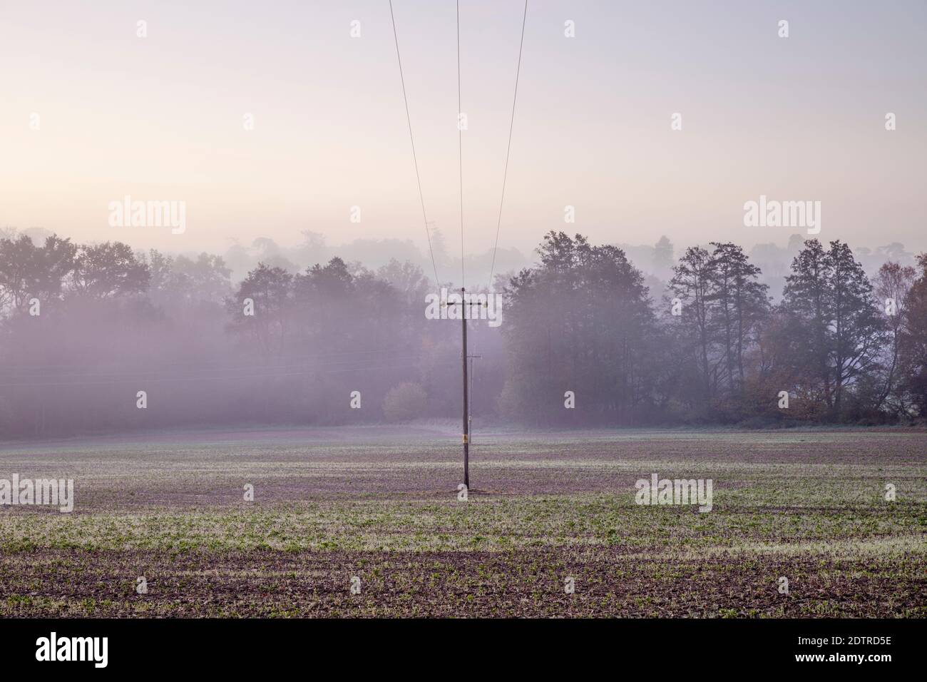 Telegraph pole and wires crossing field with trees in dawn mist ...