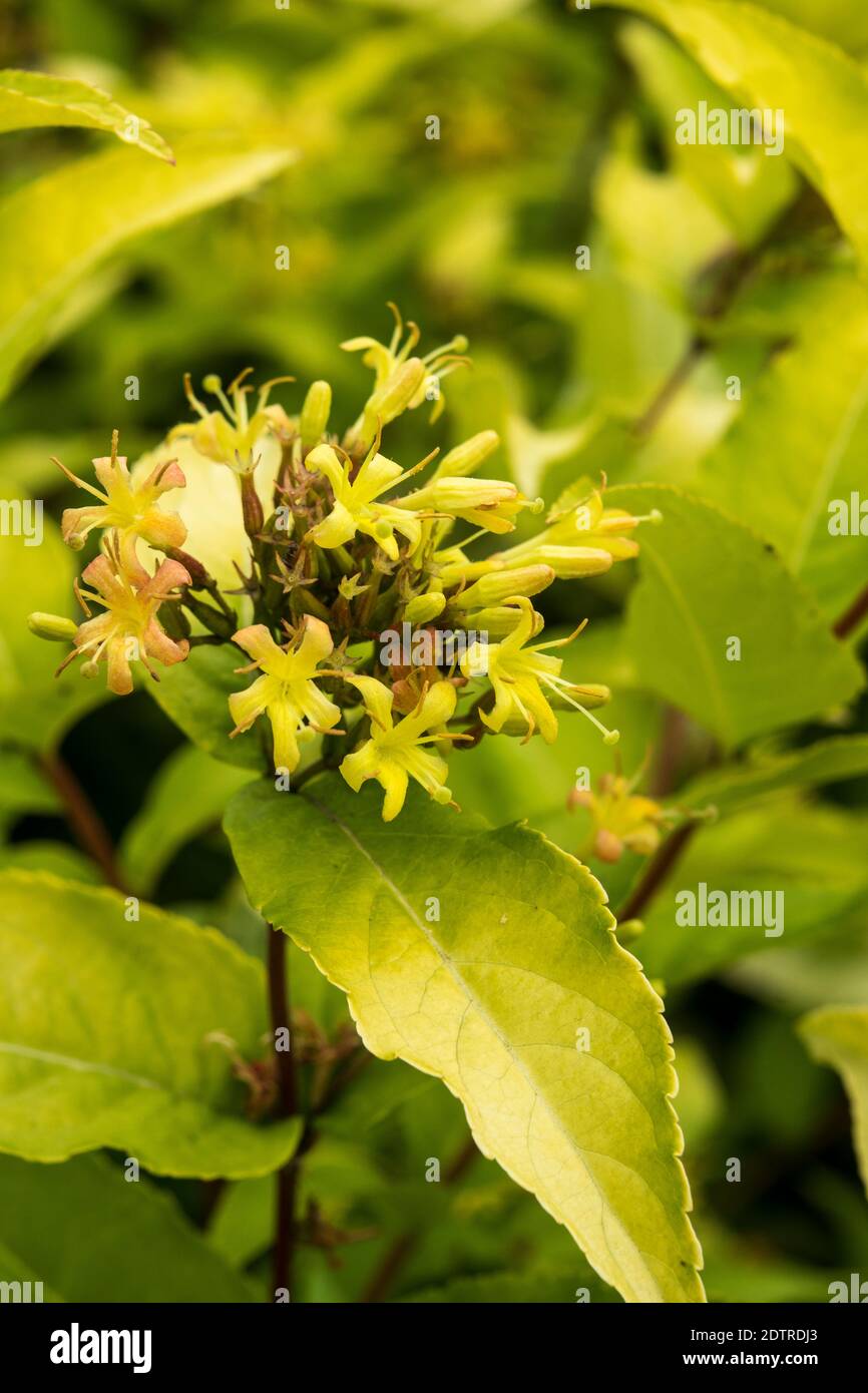 Diervilla rivularis Honeybee Stock Photo - Alamy