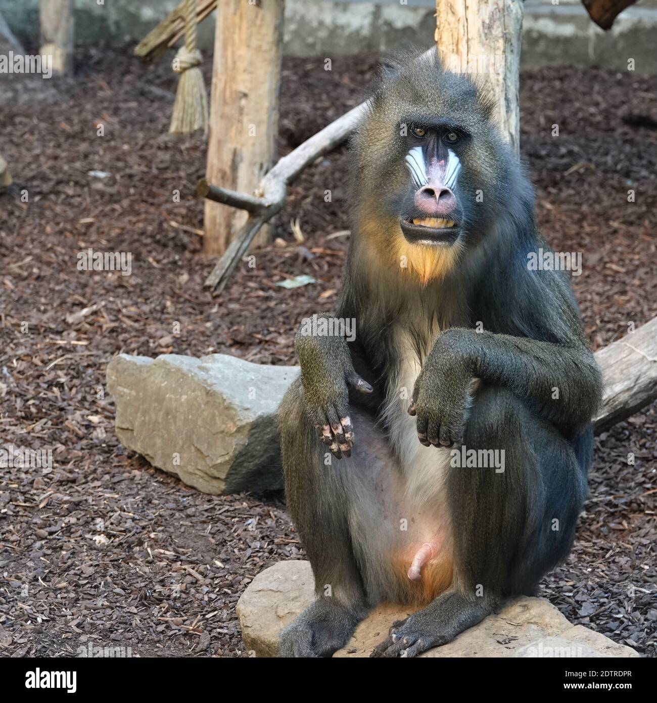 Mandrill family wild hi-res stock photography and images - Alamy