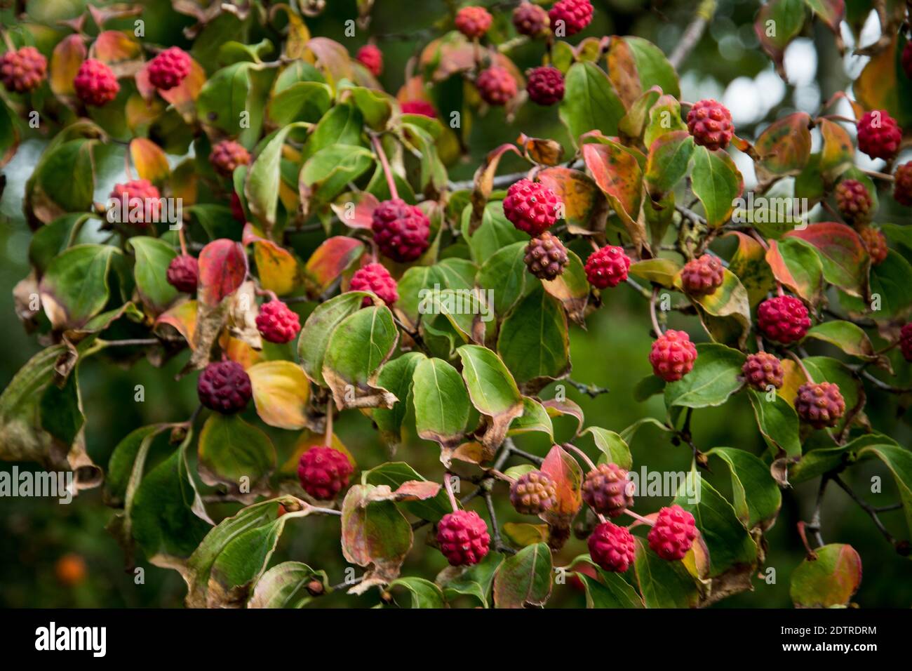 Red fruits of Cornus kousa subsp. kousa Stock Photo - Alamy