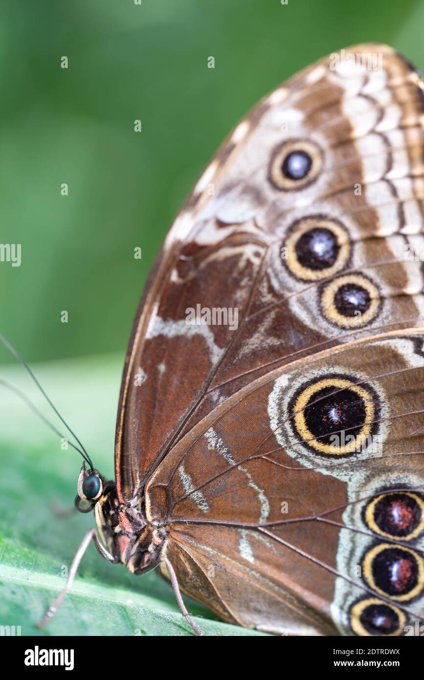 Butterfly with eye markings hi-res stock photography and images - Alamy