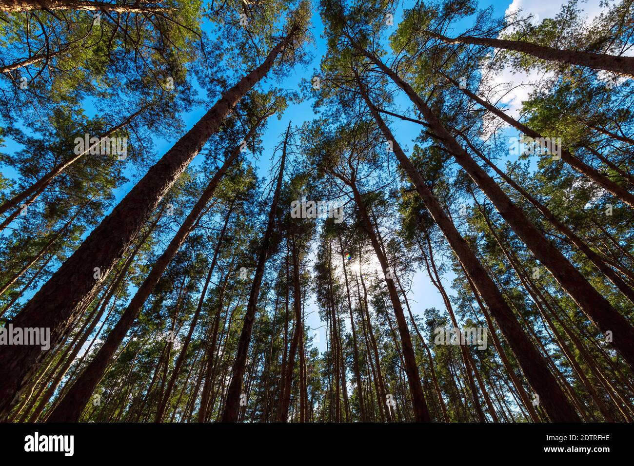 trunks of pine trees in a dense evergreen forest bottom up view on a blue sky with sun, eco ...