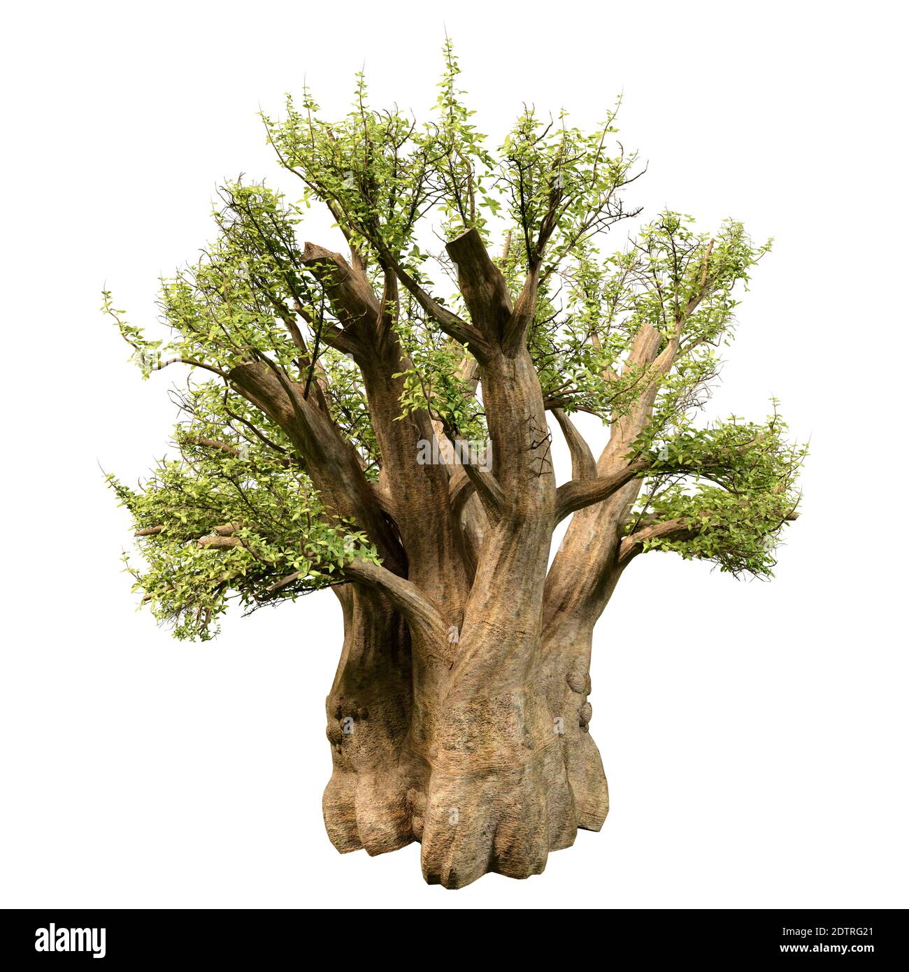 3D rendering of a green African baobab tree isolated on white ...