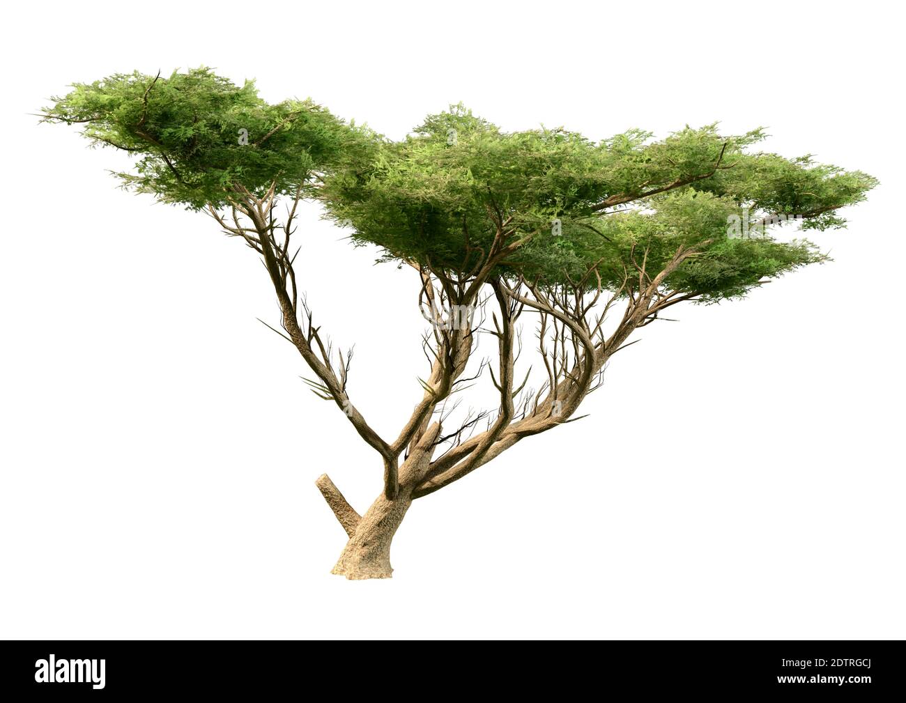 3D rendering of a green acacia tree isolated on white background Stock ...