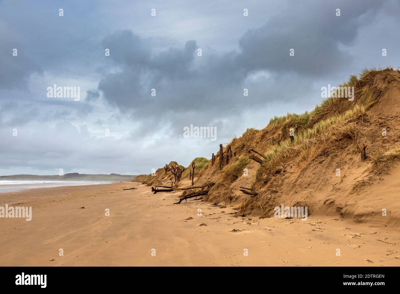 Sand dunes on Malltraeth beach on the edge of Newborough forest at ...