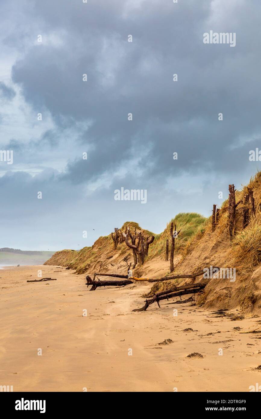 Sand dunes on Malltraeth beach on the edge of Newborough forest at ...