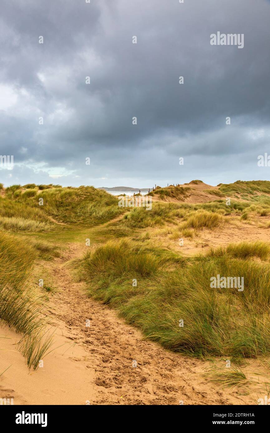 Sand dunes on Malltraeth beach on the edge of Newborough forest at ...