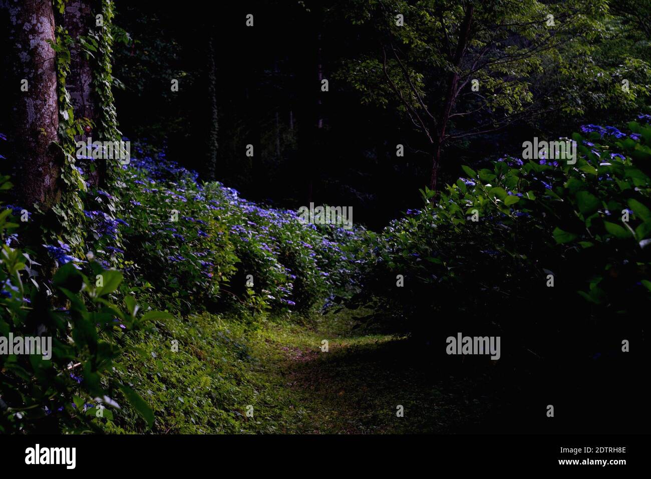 Hydrangea japan forest hi-res stock photography and images - Alamy