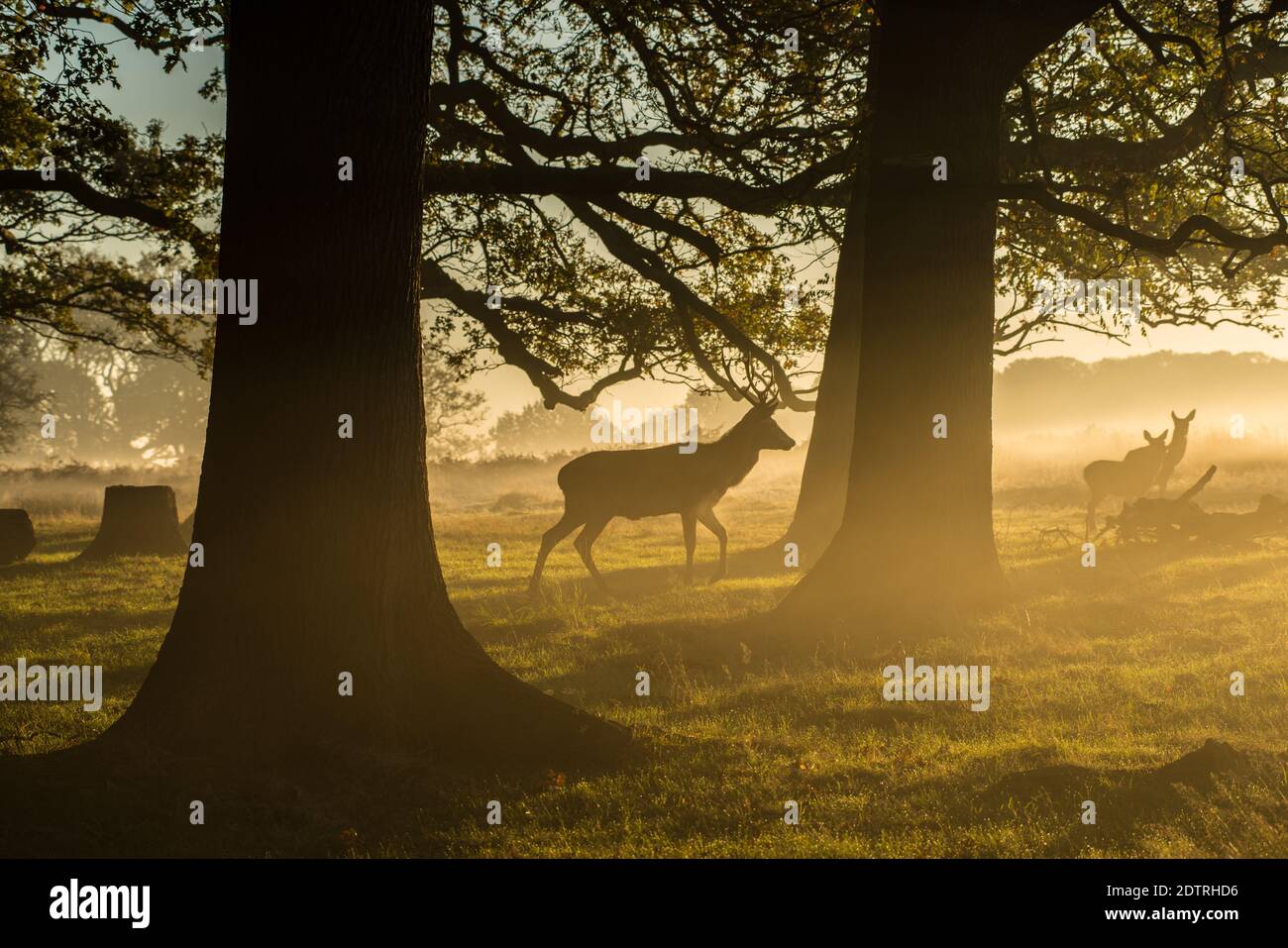 Deer early in the morning at Richmond Park, England Stock Photo - Alamy