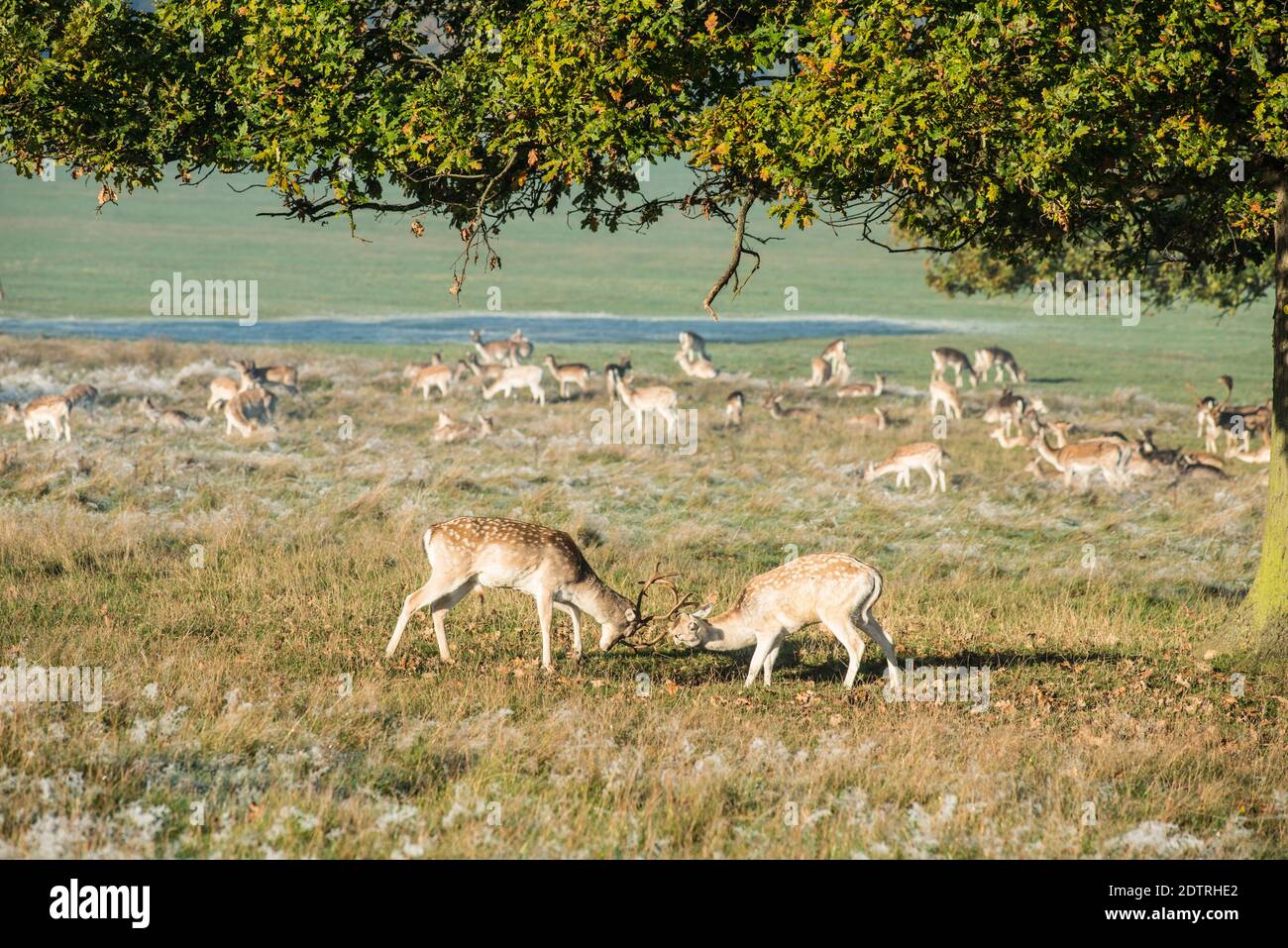 Richmond park tree deer hi-res stock photography and images - Alamy
