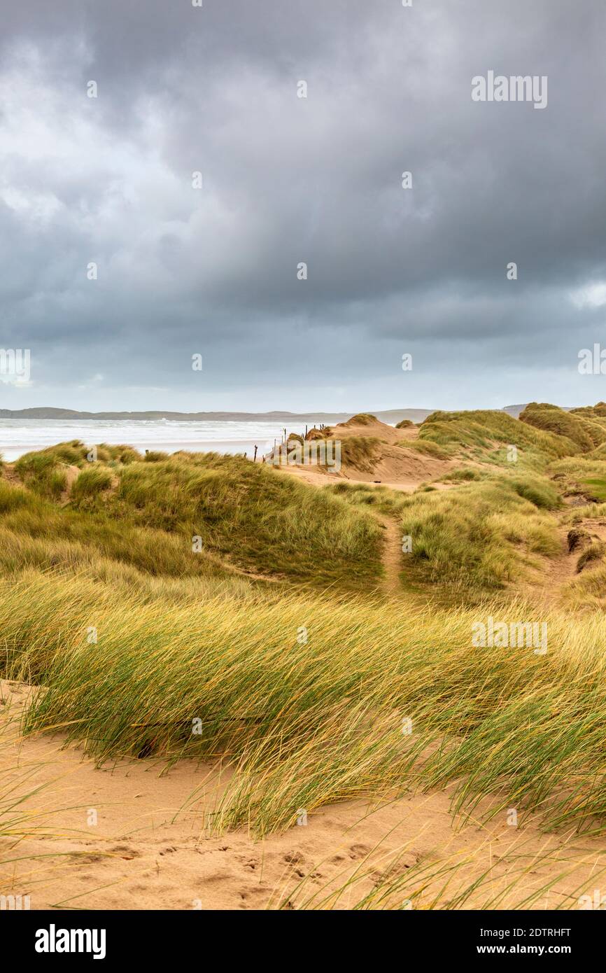 Sand dunes on Malltraeth beach on the edge of Newborough forest at ...