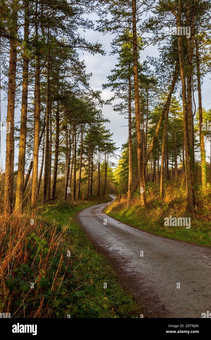 A track through Newborough forest on a late afternoon winter's day ...