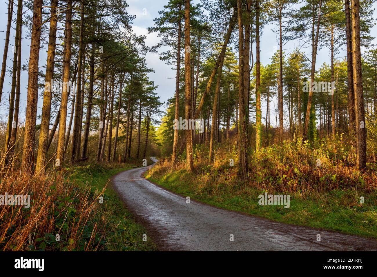A track through Newborough forest on a late afternoon winter's day ...