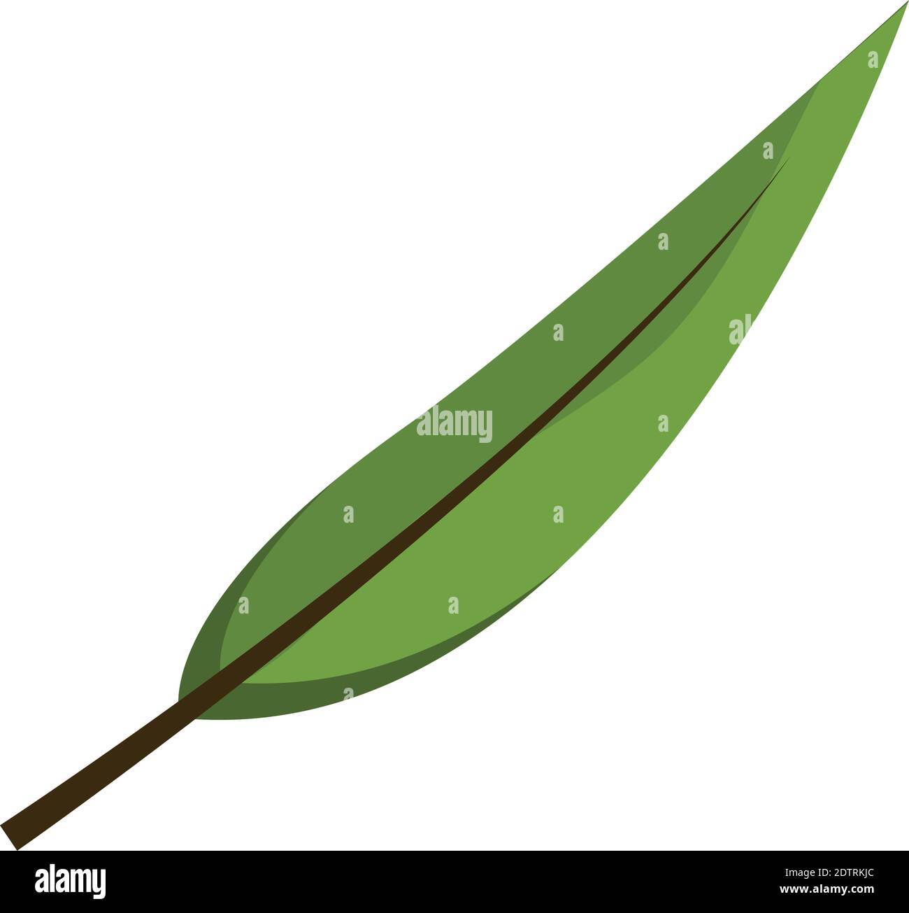 oblong leaf plant style flat icon Stock Vector Image & Art - Alamy
