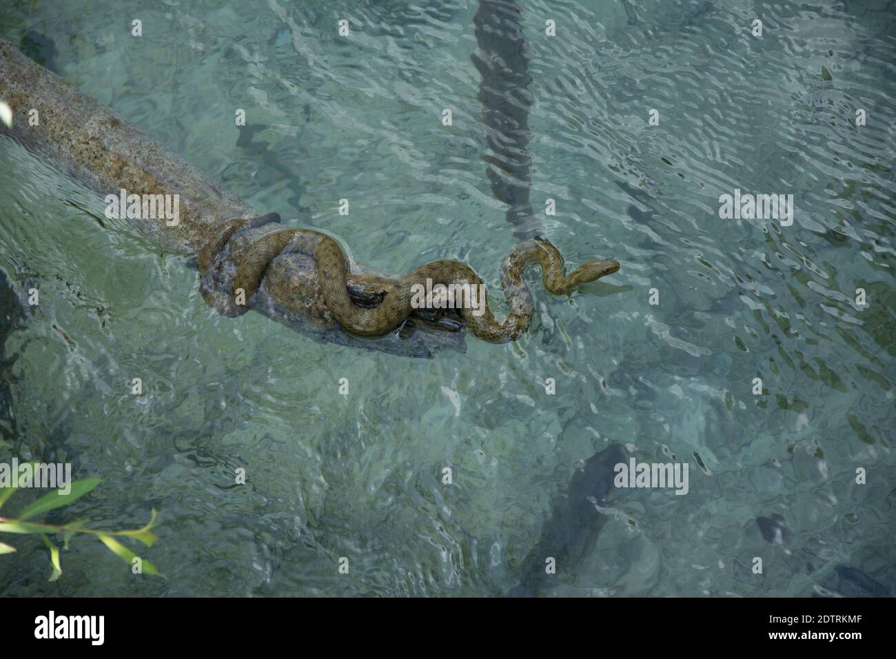 High angle shot snake hi-res stock photography and images - Alamy