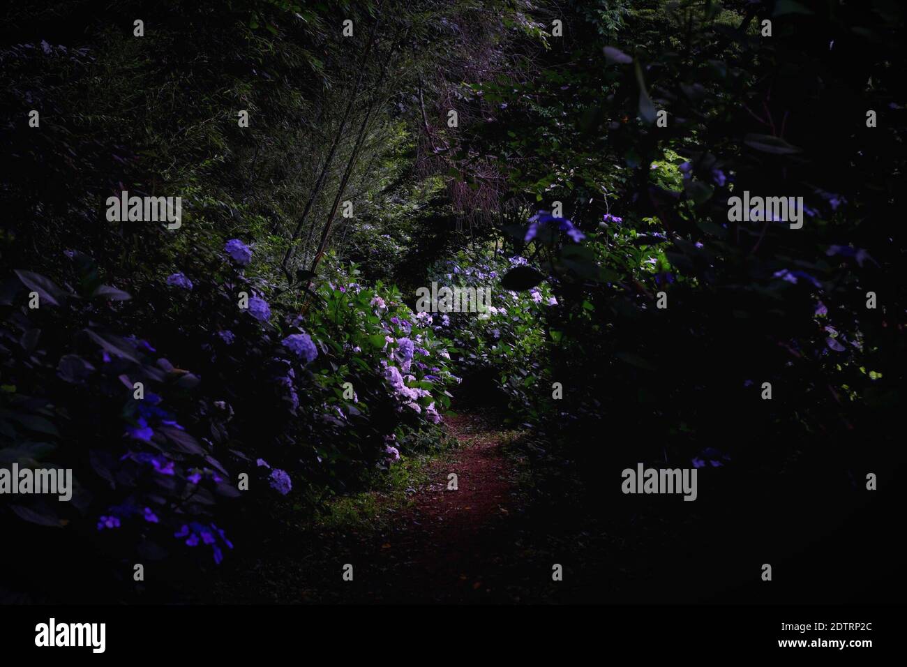 Hydrangea japan forest hi-res stock photography and images - Alamy