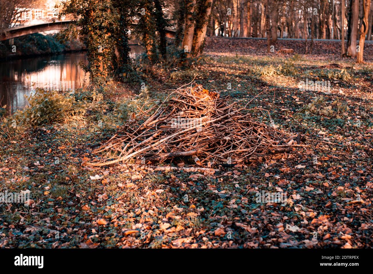 Branches ground hi-res stock photography and images - Alamy